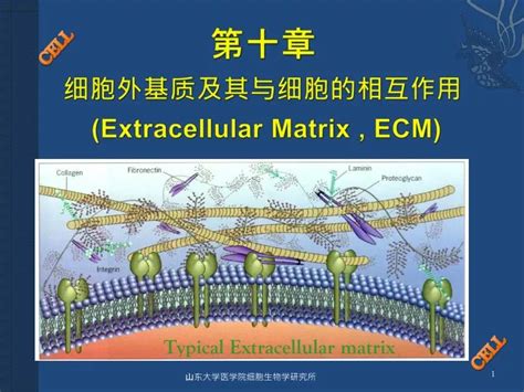 Ppt 第十章 细胞外基质及其与细胞的相互作用 Extracellular Matrix Ecm Powerpoint Presentation Id 2176716