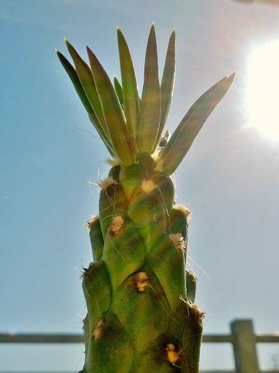 Post I Sexually Identify As A Cactus Tumblr Com Tumbex