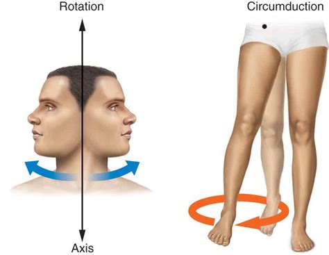 Circumduction And Rotation