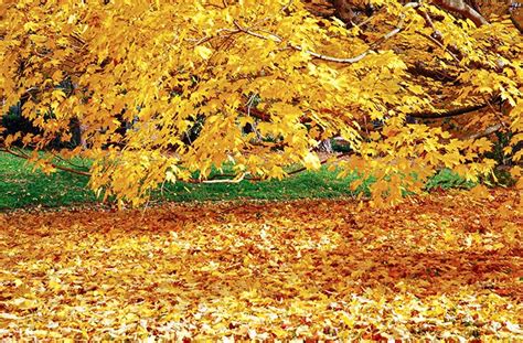 Why To Leave The Leaves Support Insects Joe Gardener