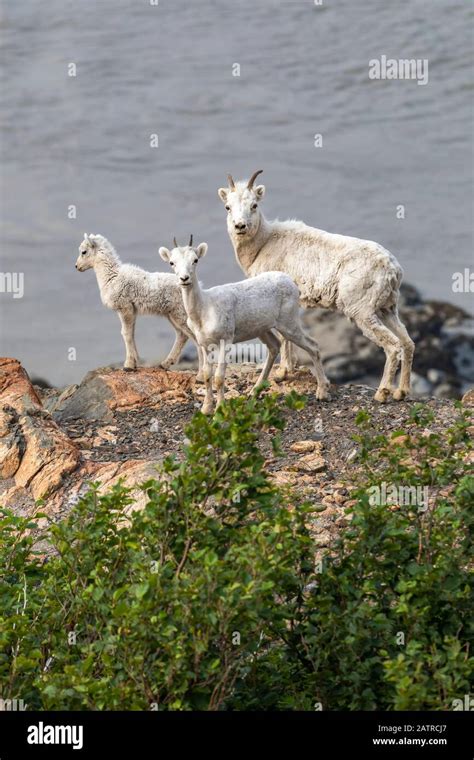 Dall Sheep Ovis Dalli In The Windy Point Area Near The Seward Highway