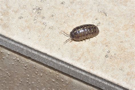 How To Get Rid Of Pill Bugs In Your House