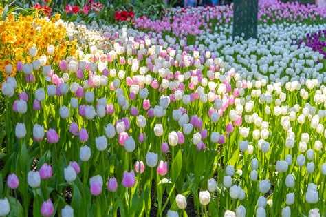 เที่ยววนไป สวนทิวลิปและดอกไม้เมืองหนาว ระยอง Facebook