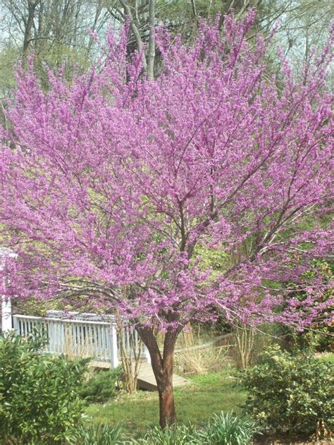14 Best Tree Lilac Images On Pinterest Lilac Tree Lilac Bushes And