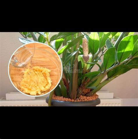 10 съставки които ще накарат цветята ви да растат и цъфтят като луди Домашна тор от кухнята