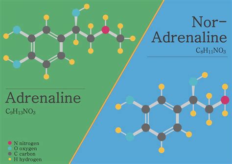 Adrenaline And Noradrenaline — What Are The Differences And Similarities — Andréas Astier