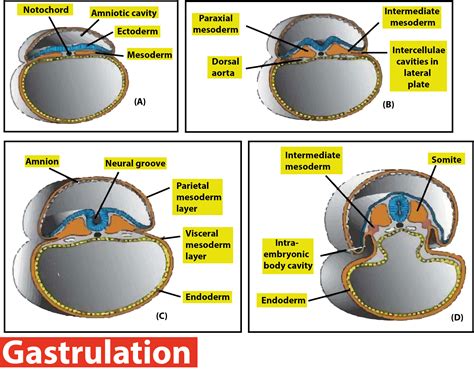 Adrenal Medulla And Labyrinth Develops From A Ectoderm B Endoderm C Mesoderm D Both B And C