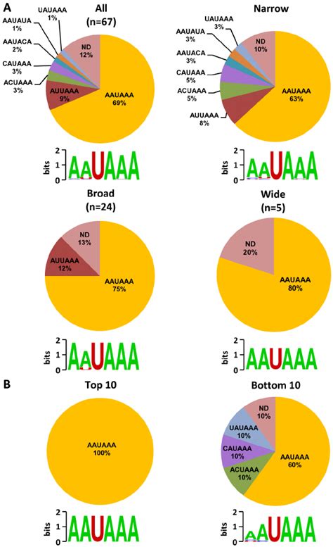 Poly A Signal Pas And Viral Rna Polyadenylation A Region 50 Nts Download Scientific