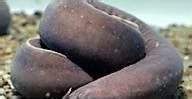 Los Asombrosos Peces Mixino Naturaleza Asombrosa Maravillas Naturales