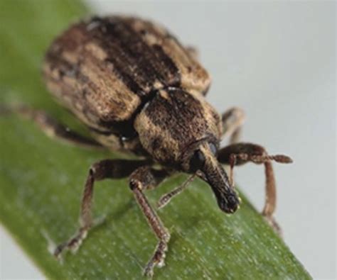 Bugs Flashcards Quizlet