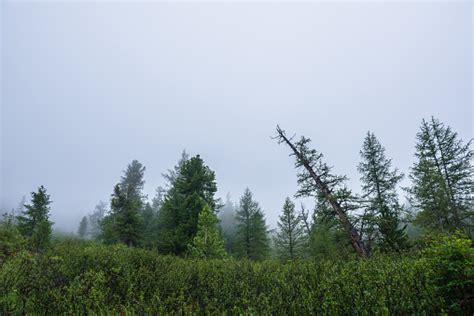 비오는 날씨에 낮은 구름에 수분 나무가있는 대기 숲 풍경 비에 회색 흐린 하늘 아래 어두운 숲에 황량한 짙은 안개 짙은 안개 속에서 수엽 숲이 있는 신비한 풍경 0명에 대한