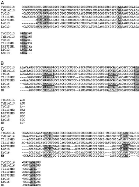 Multiple Sequence Alignment By CLUSTAL W Of H ACA Cl Small Nucleolar Download Scientific