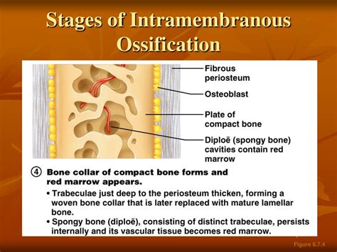 Ppt Stages Of Intramembranous Ossification Powerpoint Presentation Free Download Id 9443331