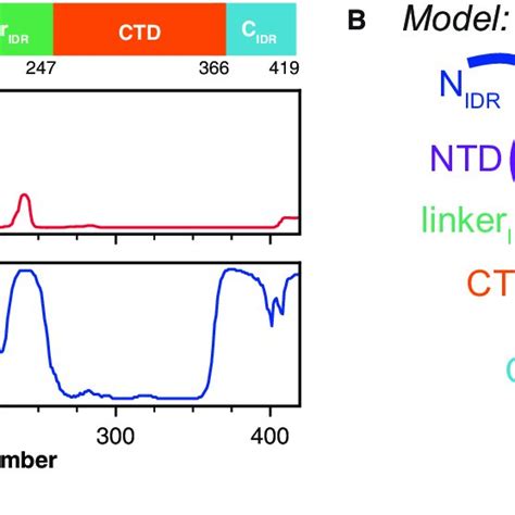 Domain Structure And Sequence Features Of Sars Cov 2 Nucleocapsid Protein Download Scientific