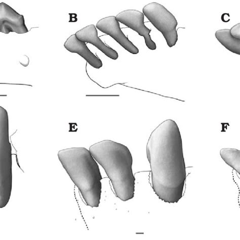 Left Lower Anterior Dentitions In Lingual View A Agilodocodon Download Scientific Diagram Left Lower Anterior Dentitions In Lingual View A Agilodocodon Download Scientific Diagram