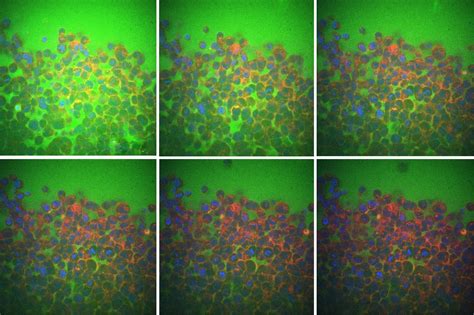 Intercellular Fluid Flow Not Just Cell Structure Governs How Tissues Respond To Physical