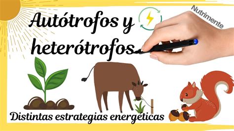 Organismos Autotroficos La NutriciÓn Como Intercambio De Materia Y