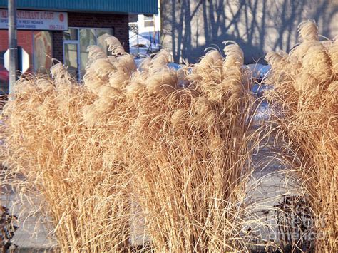 Tall Grasses Waving Photograph By Deborah Selib Haig Pixels