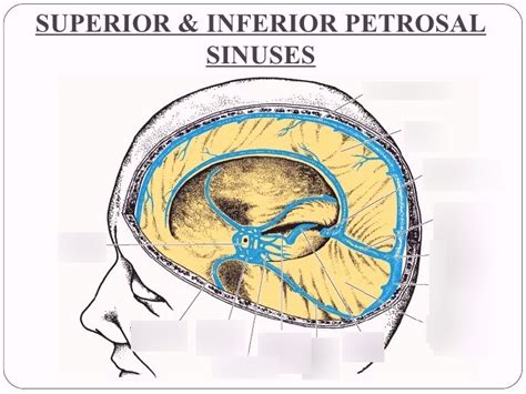 Dural Venous Sinuses Diagram Quizlet