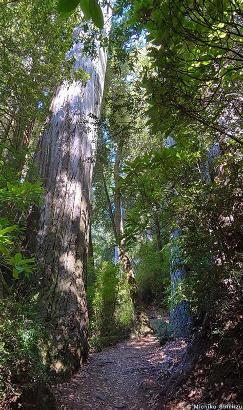 Trail Past Redwoods Tall Trees Grove Redwood National And State Parks
