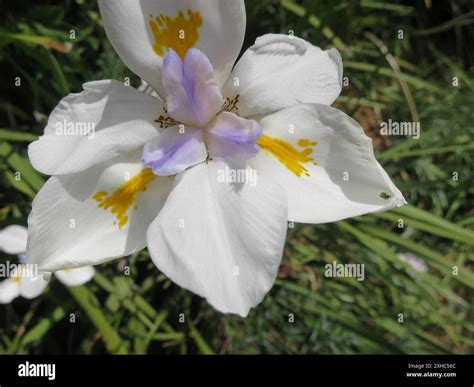 Large Fortnight Lily Dietes Grandiflora Strawberry Hill Garden Stock