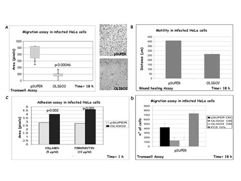 Migration Motility And Adhesion Are Affected In Ap 2α Sirna Expressing