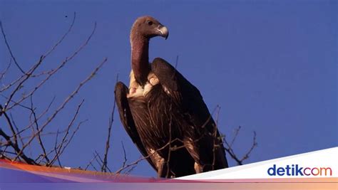 Dianggap Pembawa Sial Burung Nasar Justru Jadi Pahlawan Ekosistem