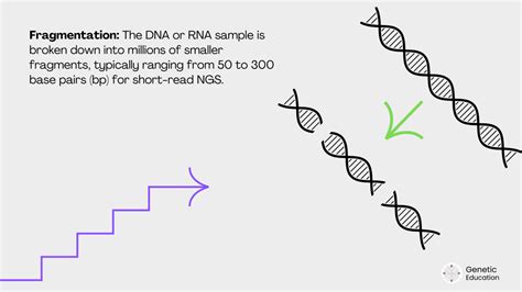 What Is Ngs Definition Principle Steps Chemistries Advantages And Limitations Genetic