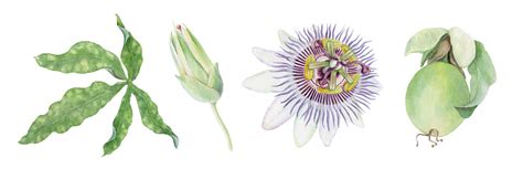 벡터 수채화 열정 꽃 그림의 집합 잎 열정 과일 와 새싹 보라색과 녹색 Passiflora 패션프룻에 대한 스톡 벡터 아트 및 기타 이미지 Istock