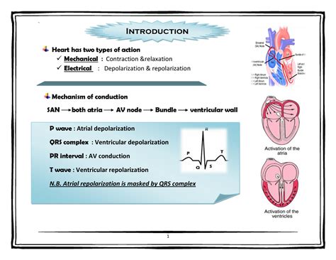 Qrs Complex Depolarization