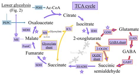 Schematic Representation Of The Cyanobacterial Shunts Of The