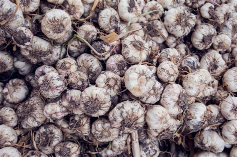 흰 마늘 더미 텍스처입니다 시장 테이블 근접 촬영 사진에 신선한 마늘 건강한 식생활에 대한 스톡 사진 및 기타 이미지 건강한 식생활 낮 농업 Istock