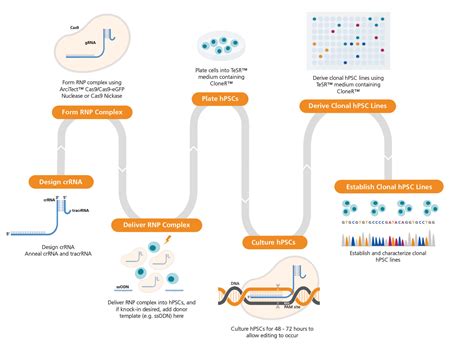 Genome Editing Of Human Pluripotent Stem Cells Mini Reviews And Technical Bulletins