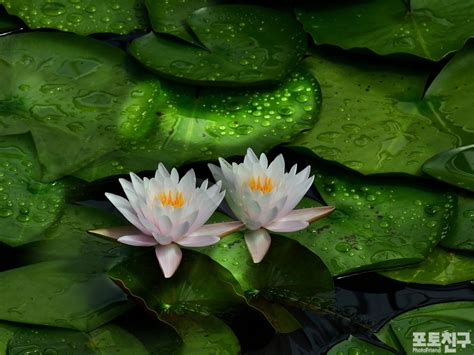 포토친구 깨끗한 마음 청순한 마음의 예쁜 수련꽃