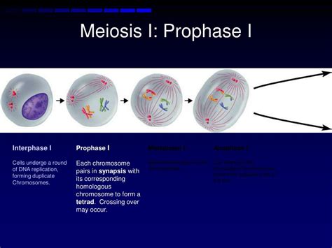 Ppt Chapter 9 Meiosis Powerpoint Presentation Free Download Id5427157