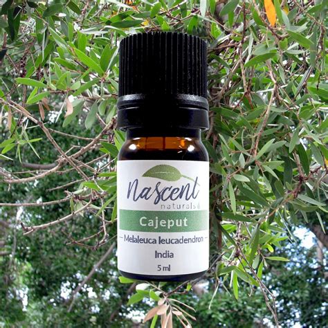 Cajeput Essential Oil Nascent Naturals