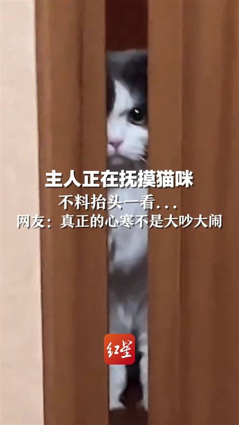 主人正在抚摸猫咪不料抬头一看网友真正的心寒不是大吵大闹 凤凰网视频 凤凰网