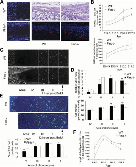 Enhanced Apoptotic Cell Death And Altered Chondrocyte Proliferation In