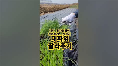 대파모종 잎싹둑 자르고심기 Youtube