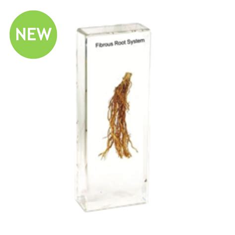 Fibrous Root System Study Eduscience Uk Ltd Fibrous Root System Study Eduscience Uk Ltd