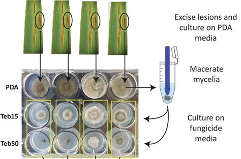 On Linkedin New Tools For Fungicide Resistance Detection