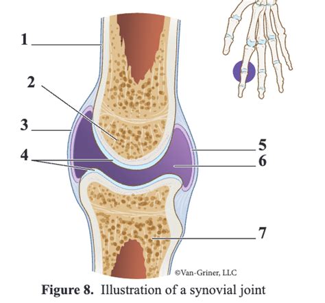 Synovial Joint Diagram Diagram Quizlet