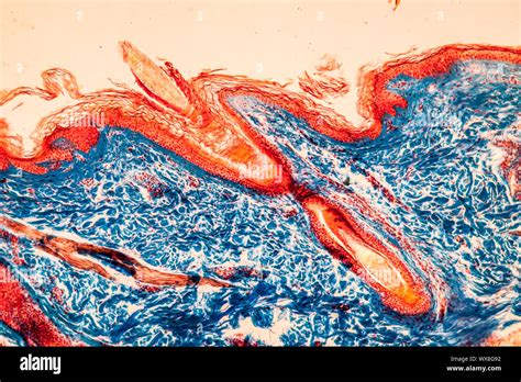 Skin Cells Microscope High Resolution Stock Photography And Images Alamy
