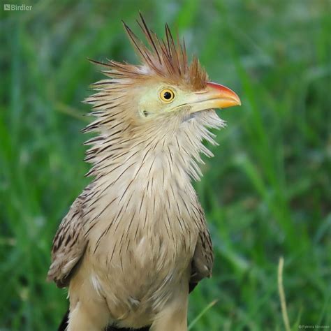 Photos Of Species Guira Guira Birdier