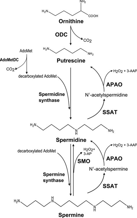 Polyamine Catabolism In Carcinogenesis Potential Targets For