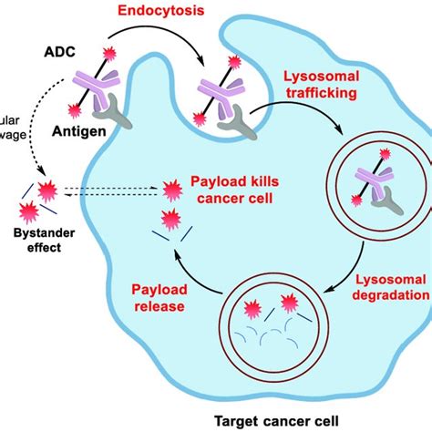 Scheme 6 Synthesis Of ADCs 55 57 Based On The McSAF Inside Technology Download Scientific