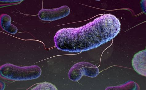 Científicos Descubren Que Las Bacterias Tienen Memoria