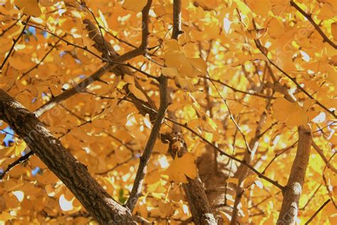 은행나무 가을 전시 판 배경 은행 나무 디스플레이 보드 은행 배경 일러스트 및 사진 무료 다운로드 Pngtree