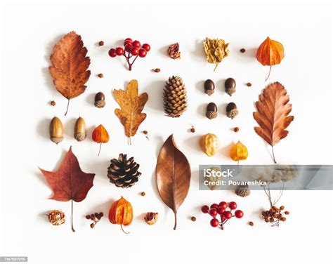 가을 구성 흰색 배경에 말린 잎 꽃 열매로 만든 패턴 가을 가을 추수 감사절 개념입니다 플랫 레이 상단 보기 가을 단풍에 대한