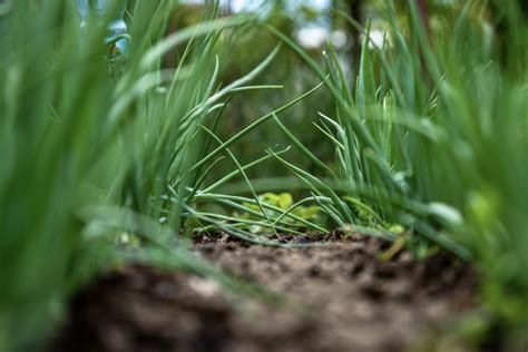 Чим обробити цибулю від цибулевої мухи в домашніх умовах прості засоби Читайте на Ukr Net